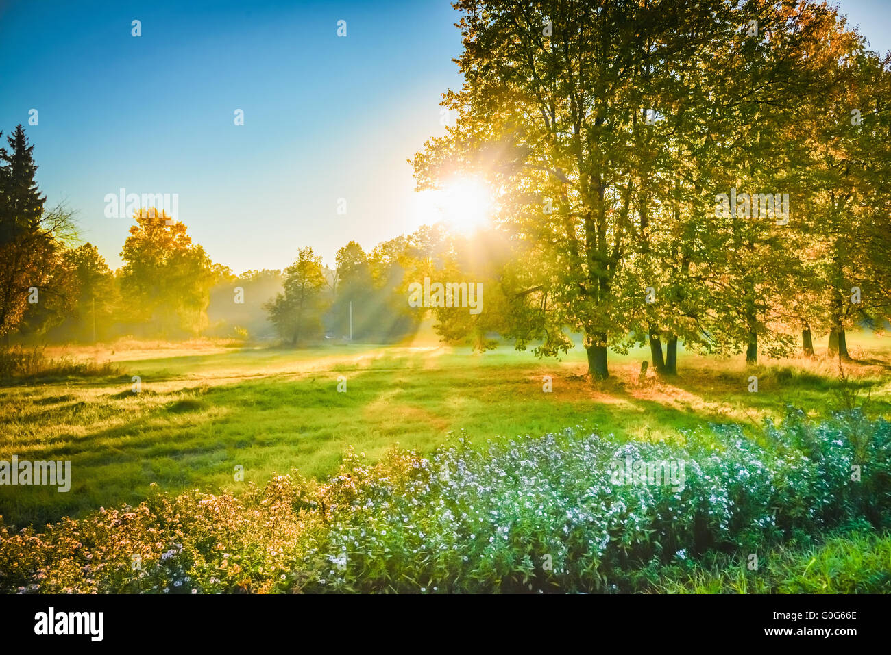 ray of sunshine through the tree Stock Photo - Alamy