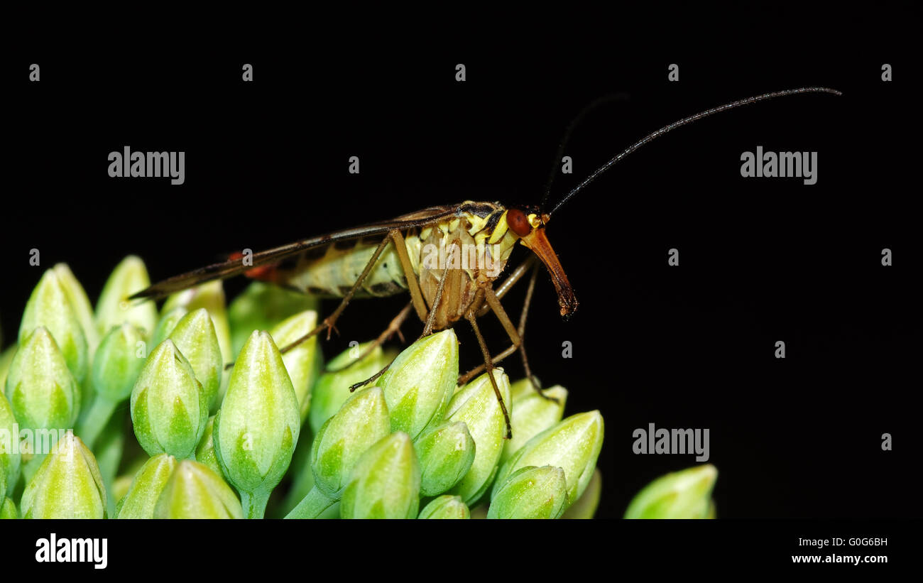 Common Scorpion Fly Stock Photo - Alamy