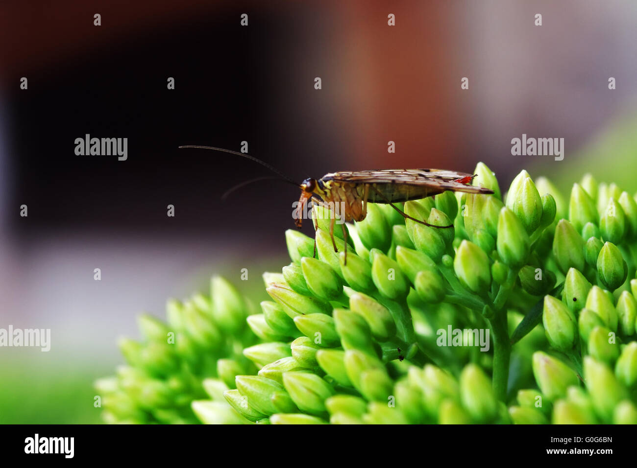 Common Scorpion Fly Stock Photo - Alamy