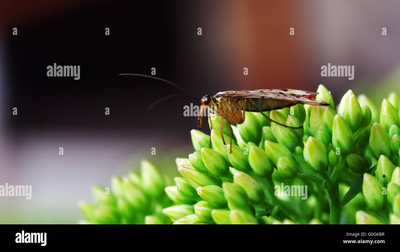 Common Scorpion Fly Stock Photo - Alamy
