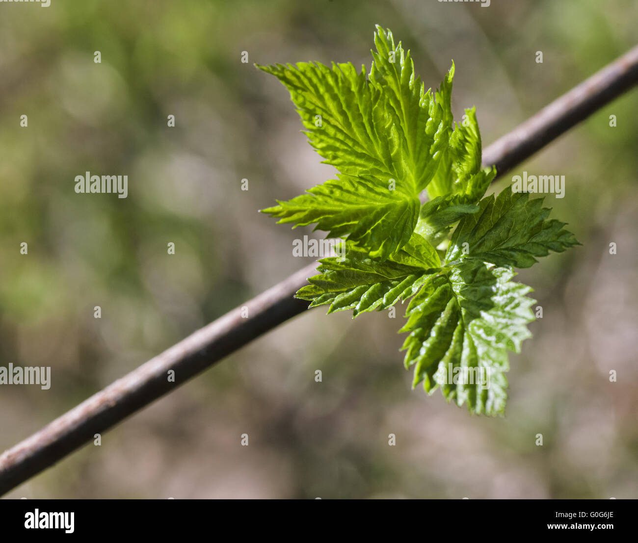 Close up green young raspberry hi-res stock photography and images - Alamy