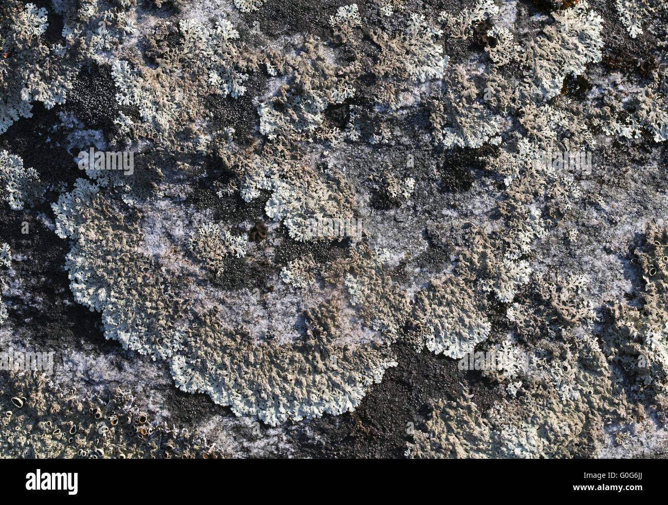 Lichen on a stone Stock Photo - Alamy