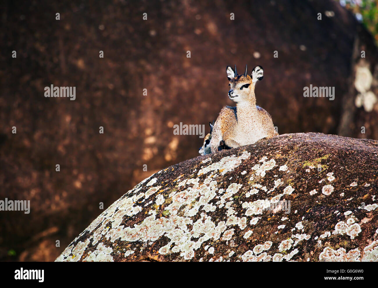 Klipspringer kenya hi-res stock photography and images - Alamy