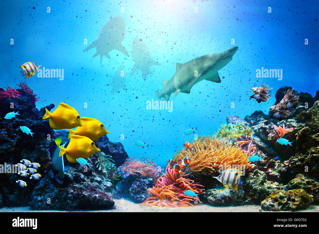 Underwater scene. Coral reef, fish groups, sharks in clear ocean water ...