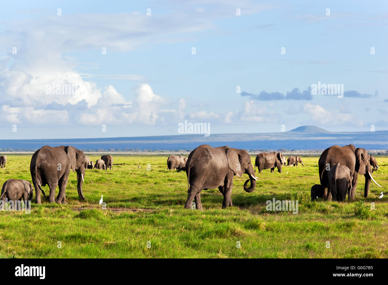 Elephants herd on African savanna walking towards Mount Kilimanjaro ...