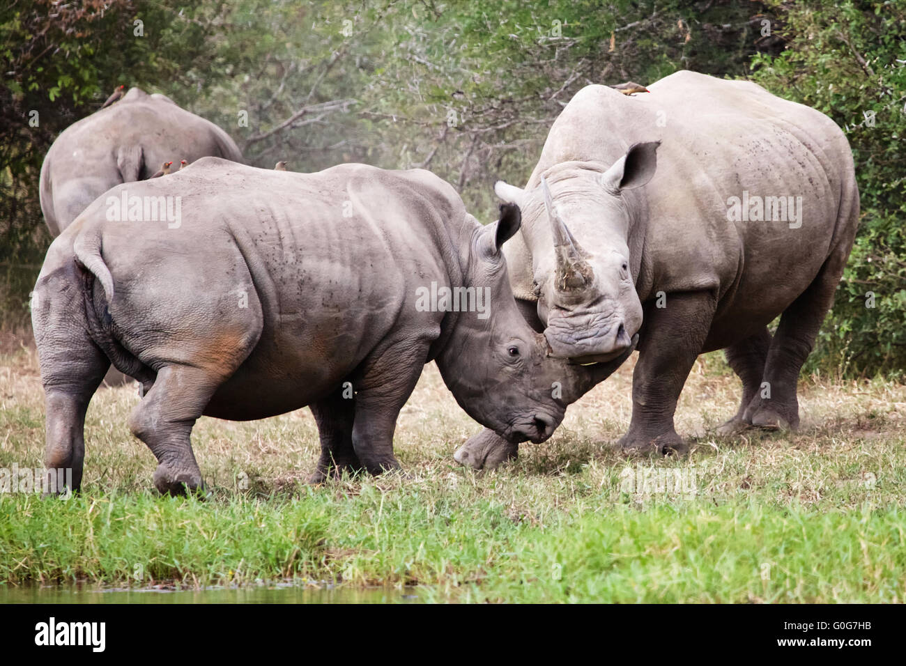 Rhino fight hi-res stock photography and images - Alamy