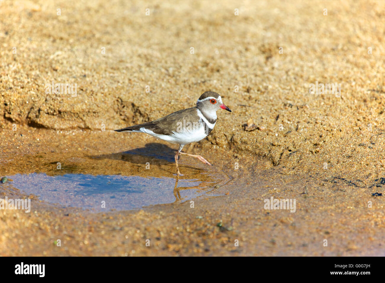 three banded plover Stock Photo - Alamy