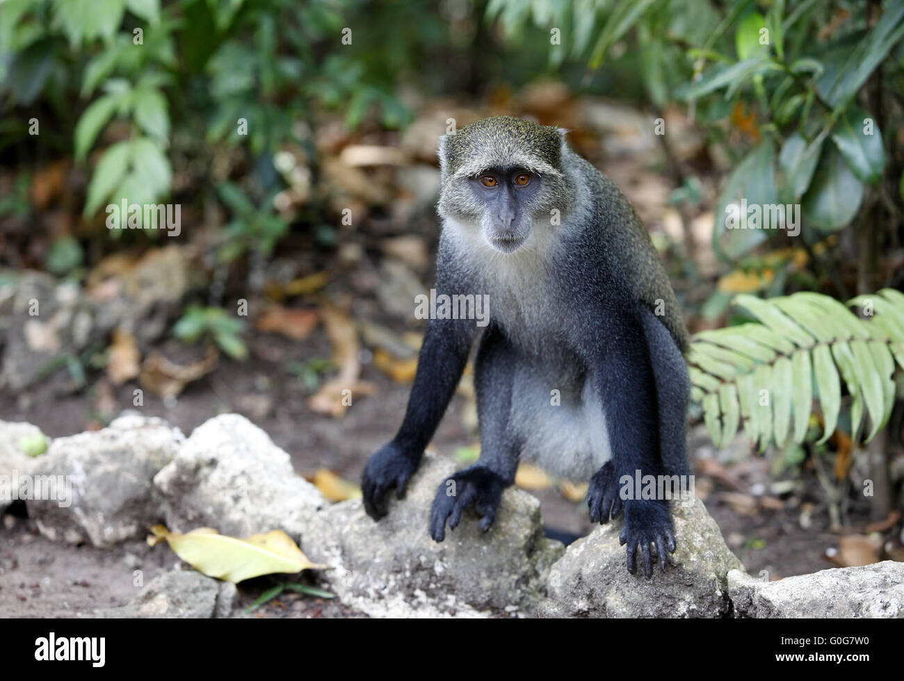 Macaque facial expression hi-res stock photography and images - Alamy