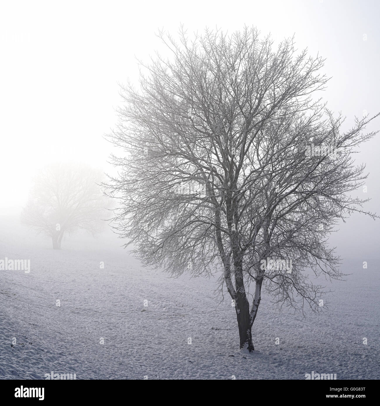 Boughs trees hi-res stock photography and images - Alamy