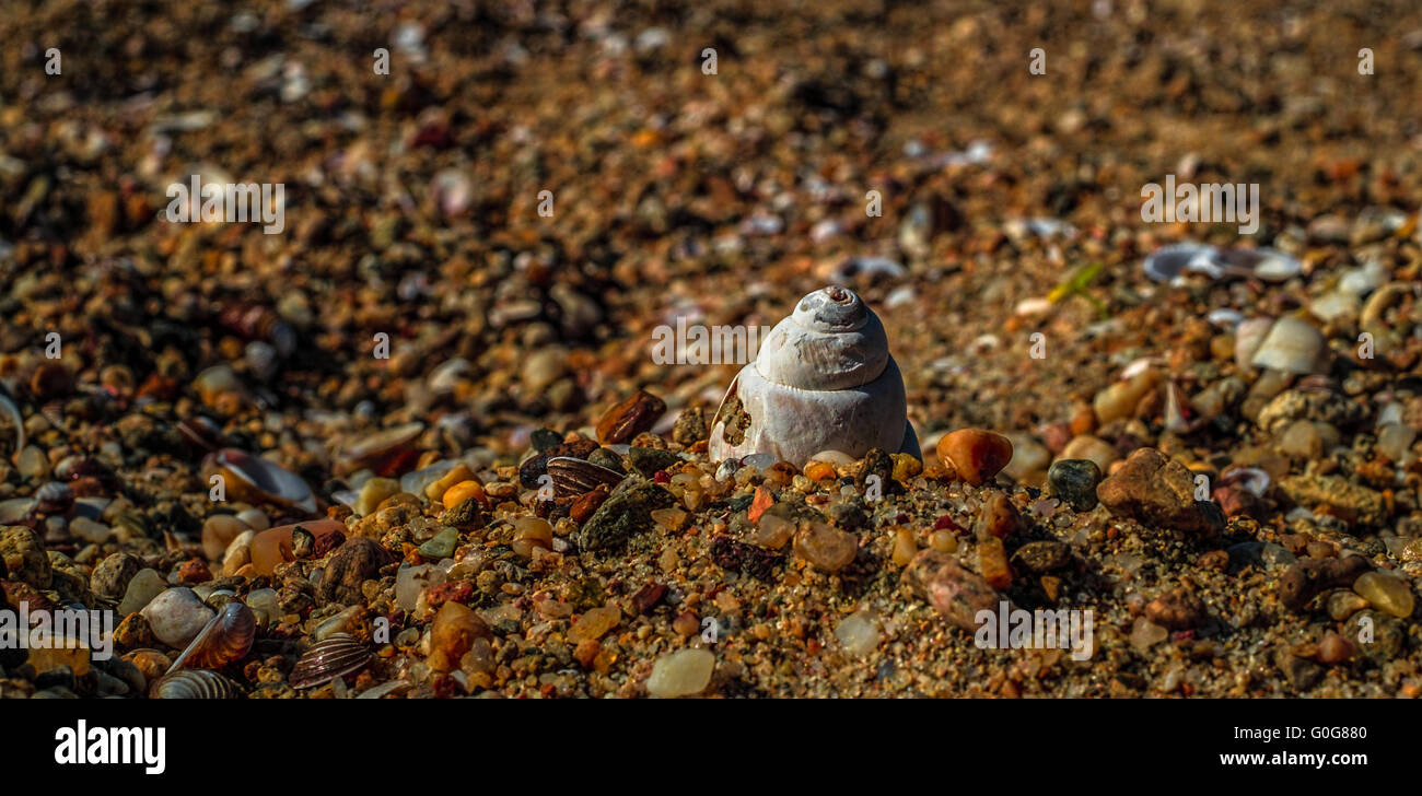 Top view shells water hi-res stock photography and images - Alamy