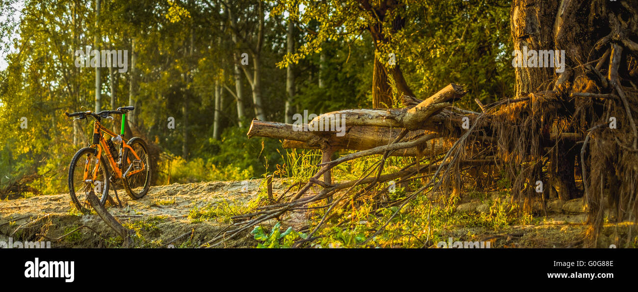 Roots an bicycle Stock Photo - Alamy
