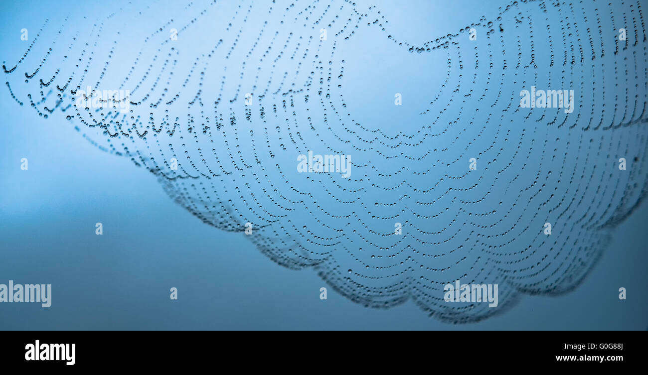 Spider web in the rain Stock Photo - Alamy