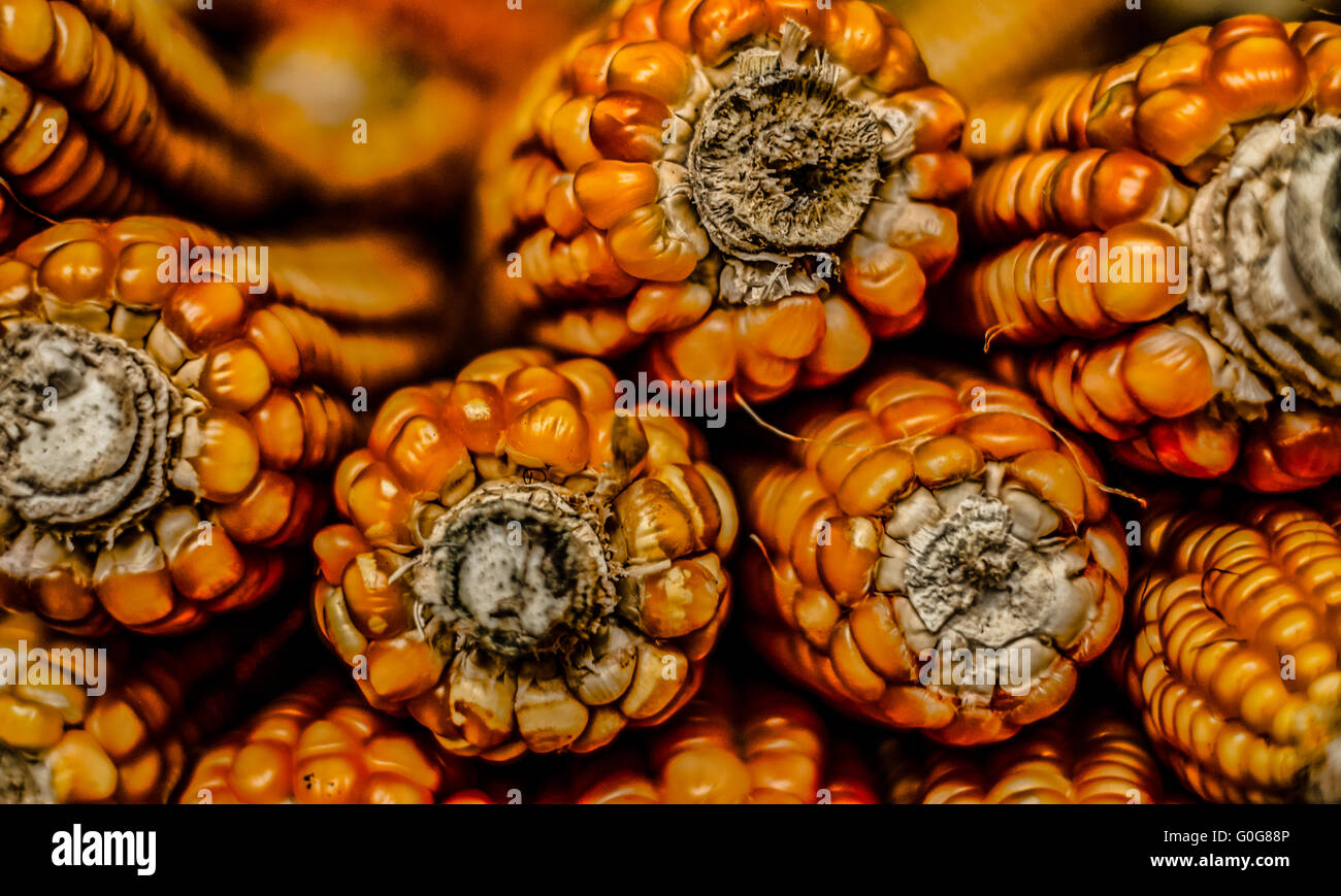 Arrange corn cobs Stock Photo - Alamy