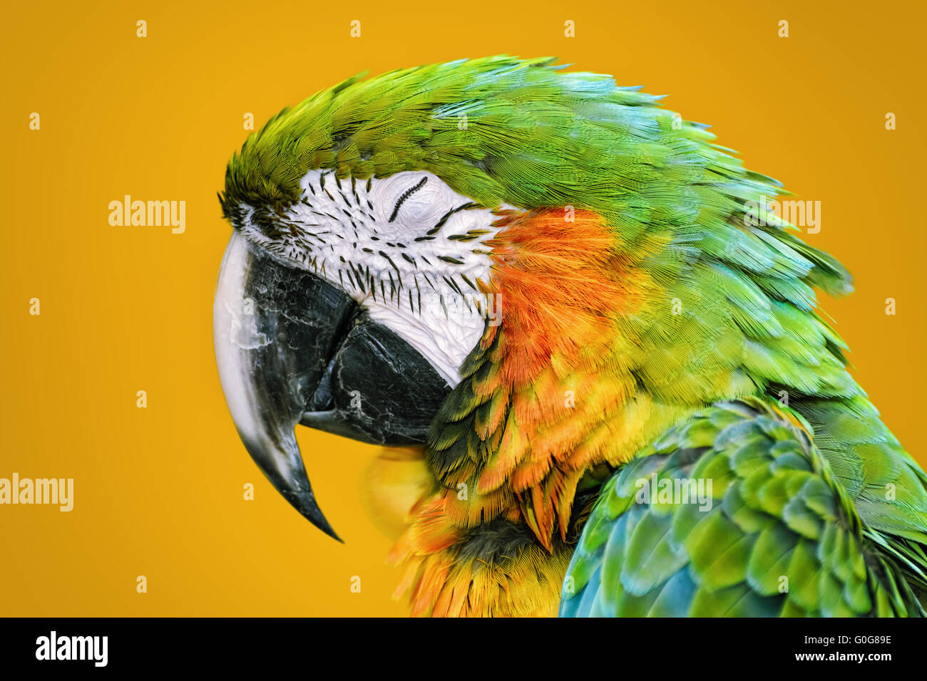 The Macaw Parrot Stock Photo - Alamy