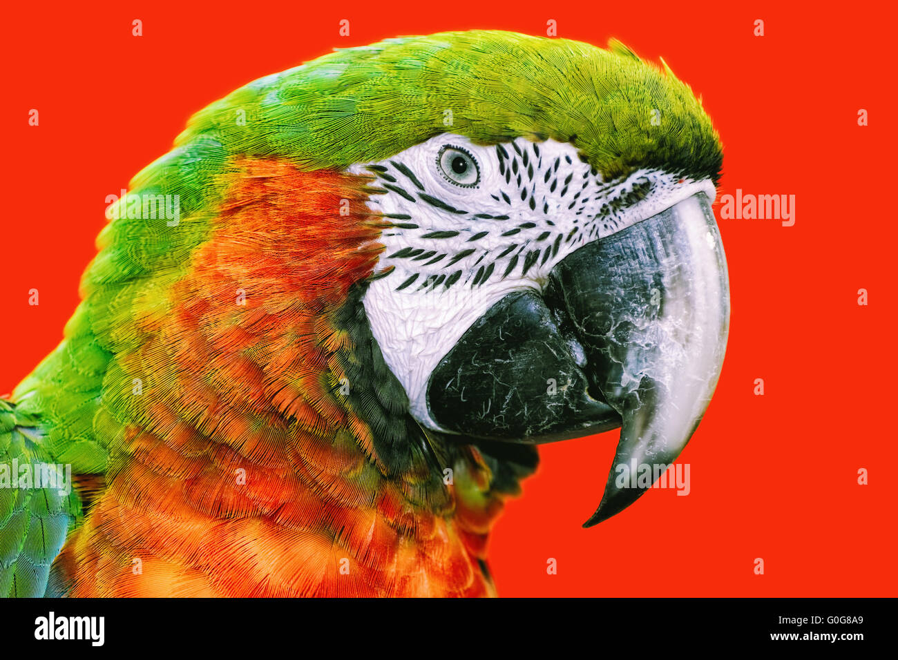 The Macaw Parrot Stock Photo - Alamy