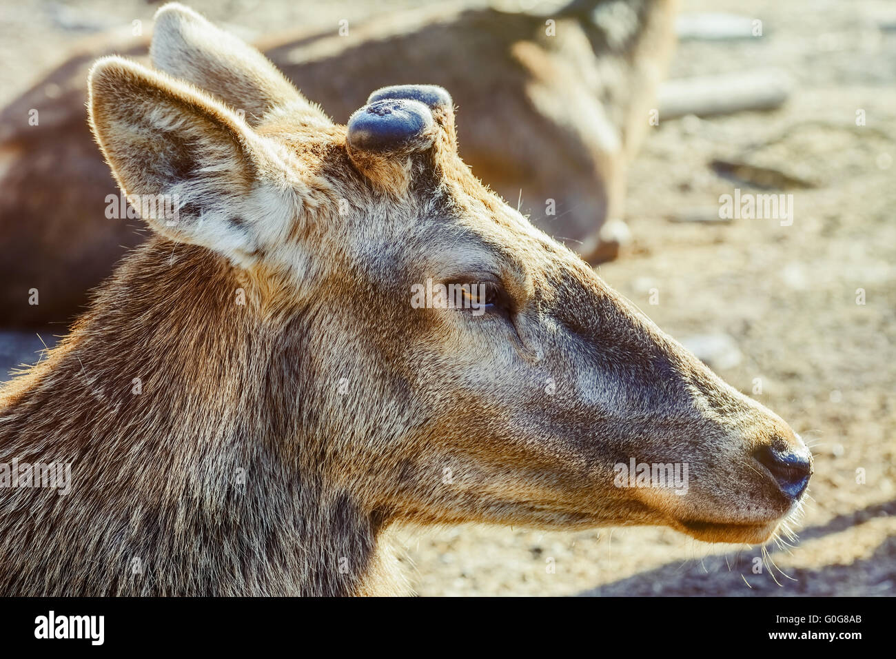 Portrait of Deer Stock Photo - Alamy