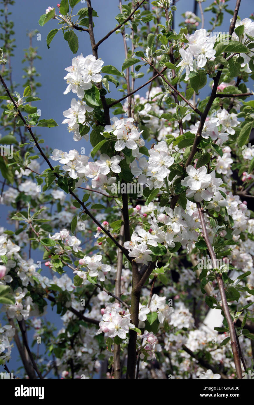 Apple tree flowers Stock Photo - Alamy