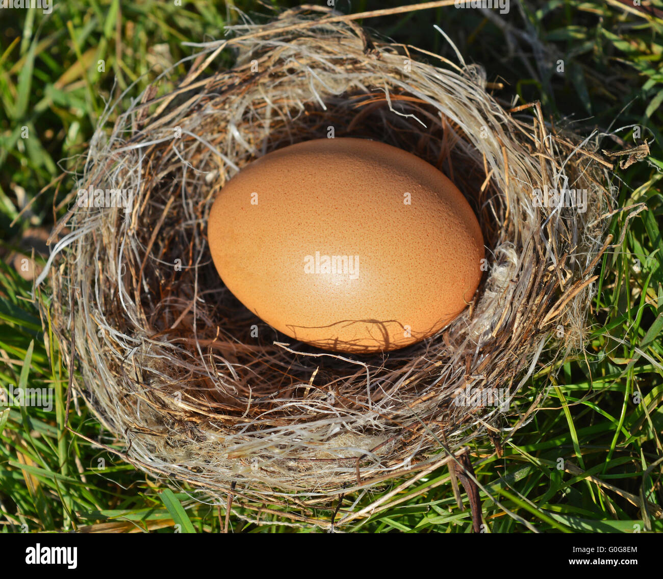 Hen egg nest hi-res stock photography and images - Alamy