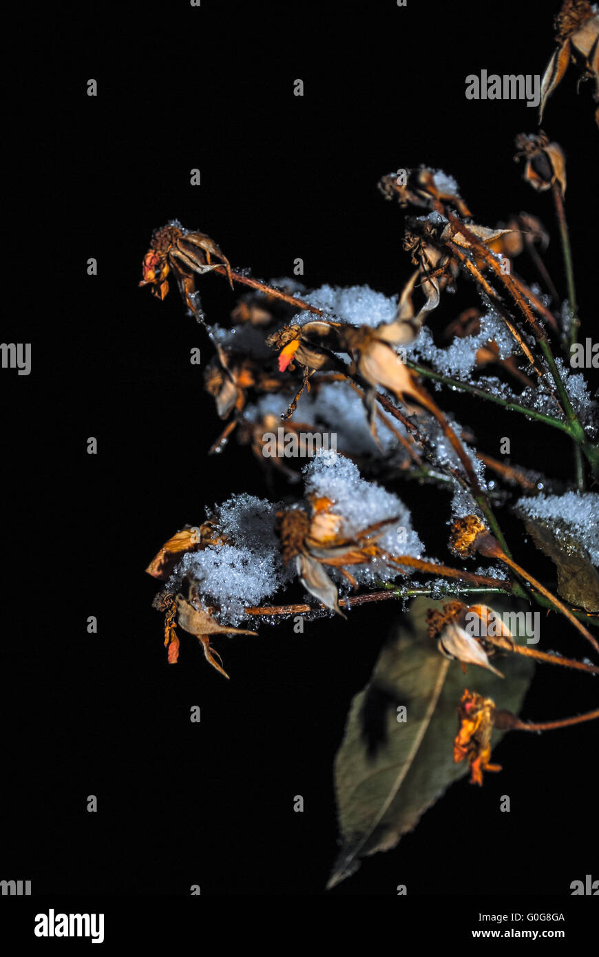 Dead plants hi-res stock photography and images - Alamy