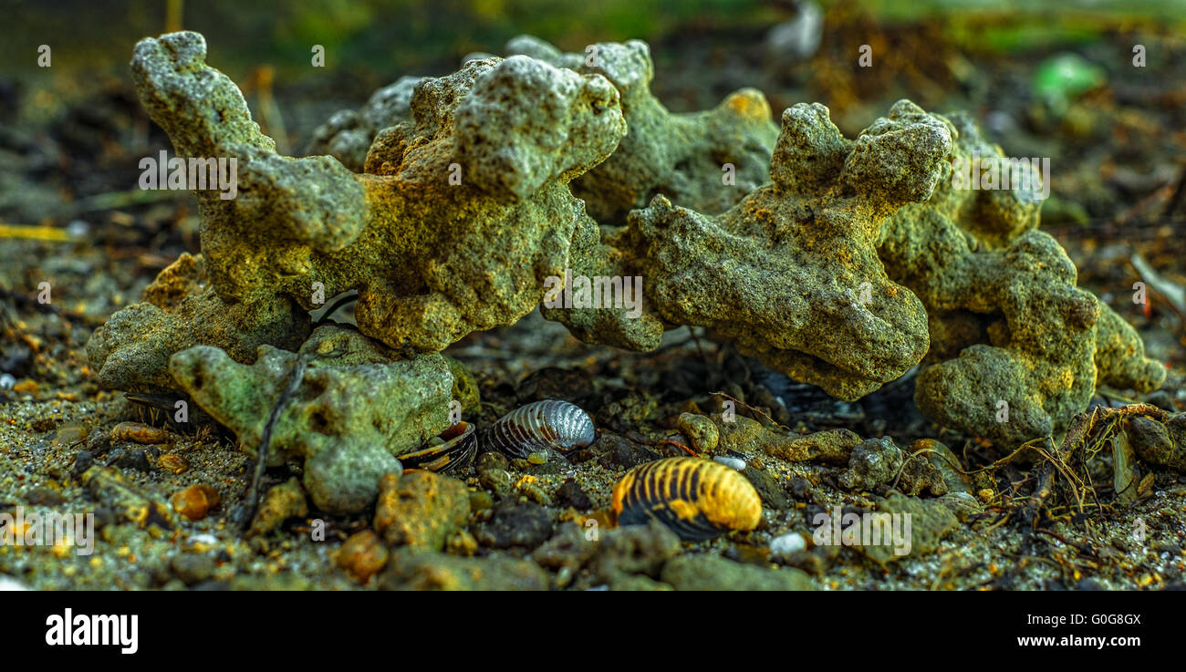 Strange shapes on beach Stock Photo - Alamy