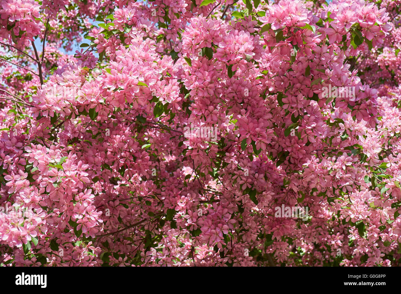 Pink apple-tree flowers Stock Photo - Alamy