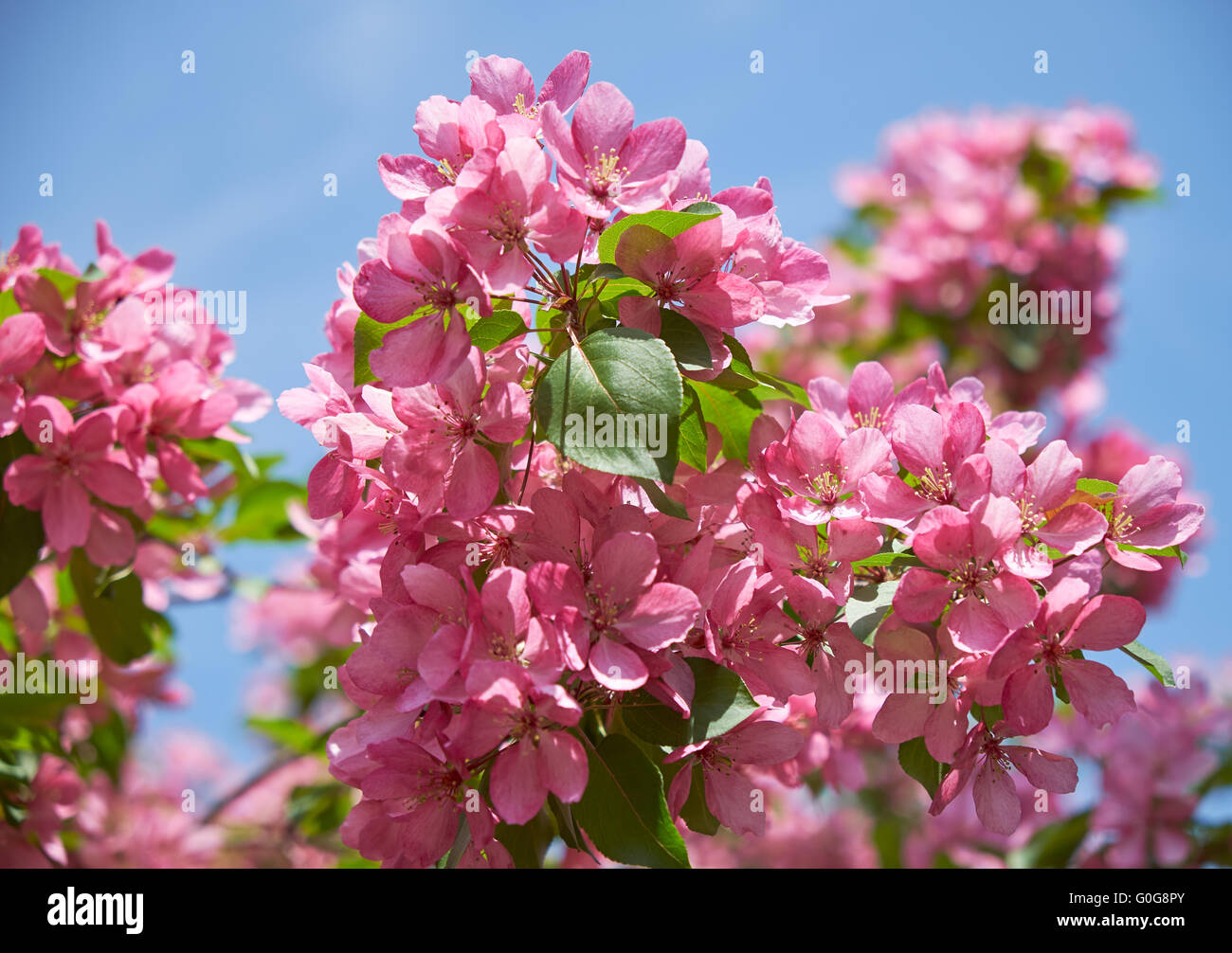 Pink apple-tree flowers Stock Photo - Alamy