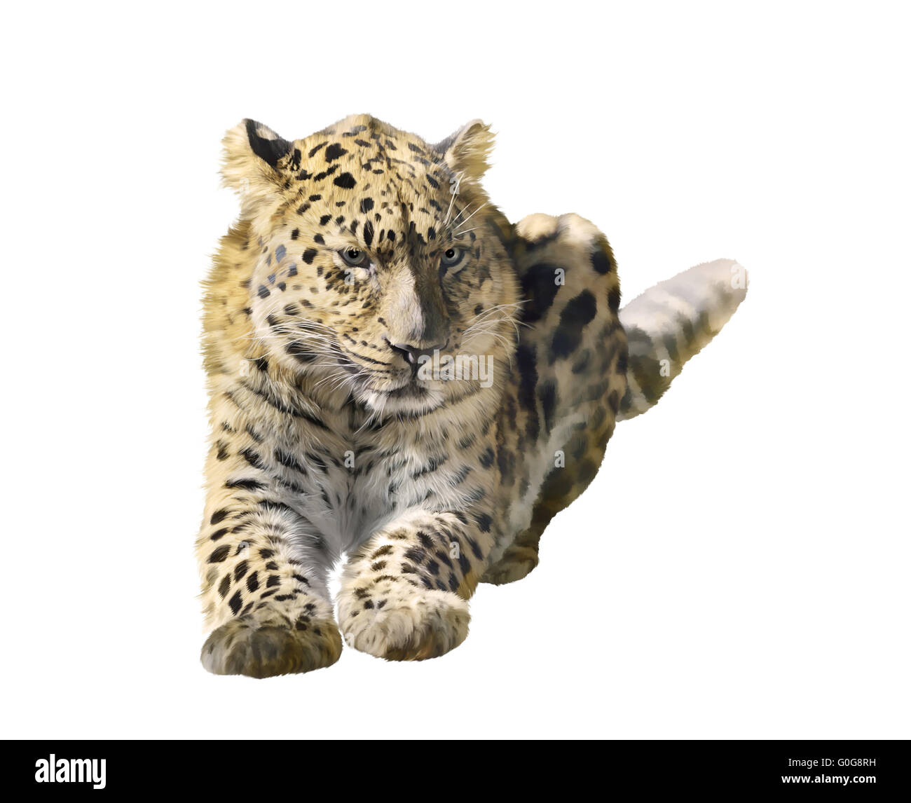 Leopard Isolated on White Stock Photo - Alamy