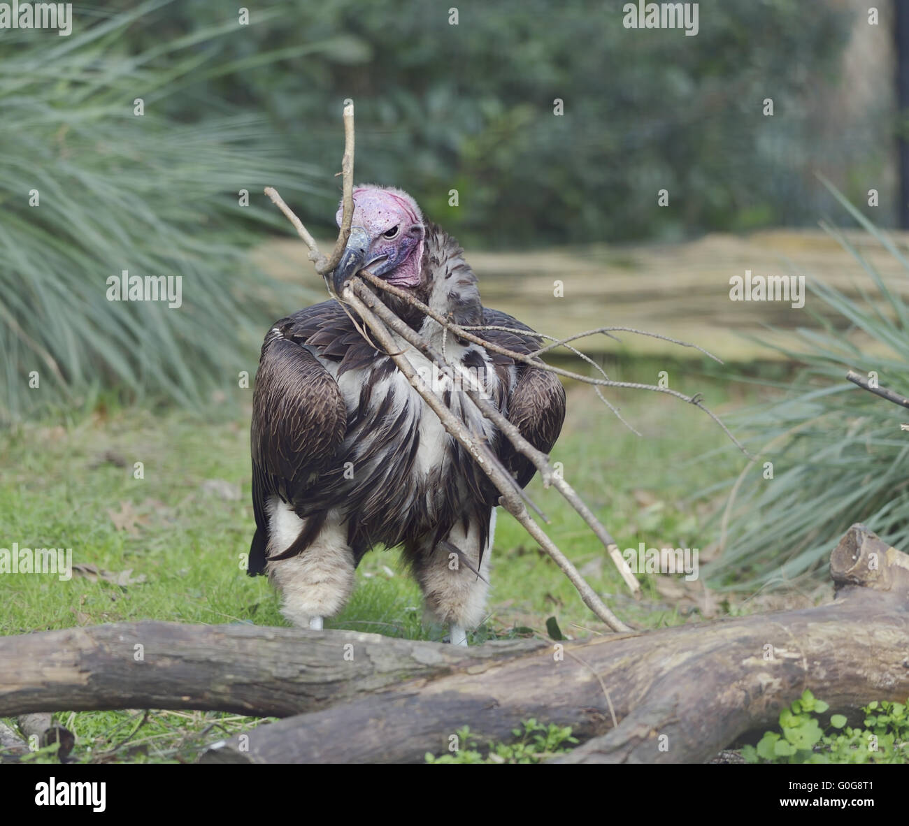 Lapped Faced Vulture Stock Photo - Alamy