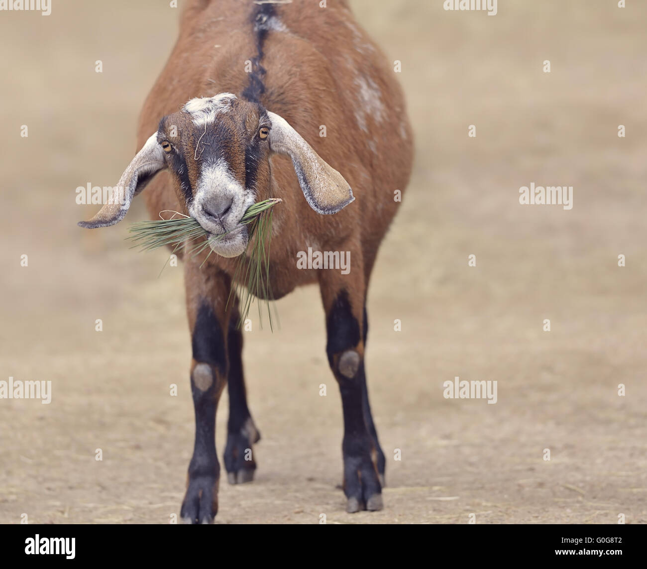 Brown fur mammal hi-res stock photography and images - Alamy