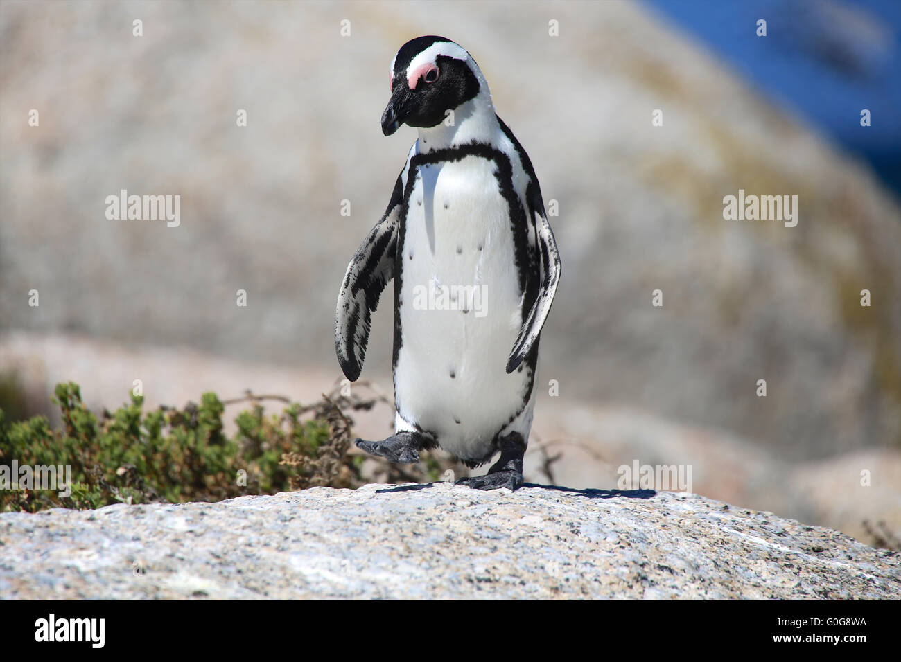 Very humble animal hi-res stock photography and images - Alamy