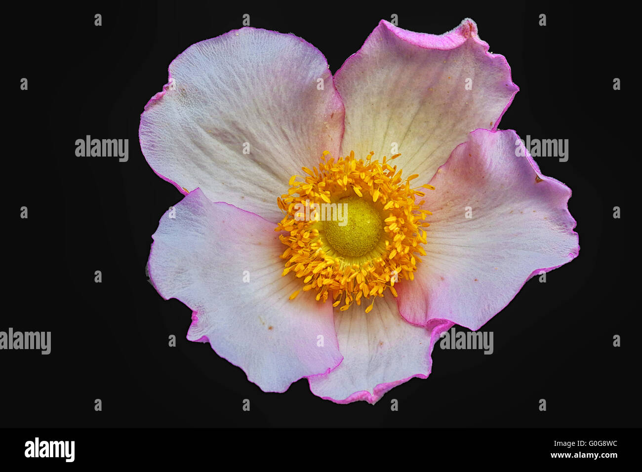 Golden cosmos hi-res stock photography and images - Alamy