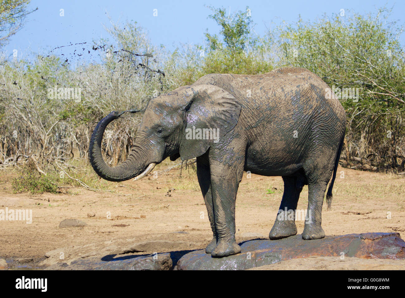 Elephant Shower Stock Photos & Elephant Shower Stock Images - Alamy