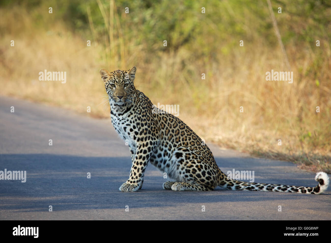 a leopard on the road Stock Photo - Alamy
