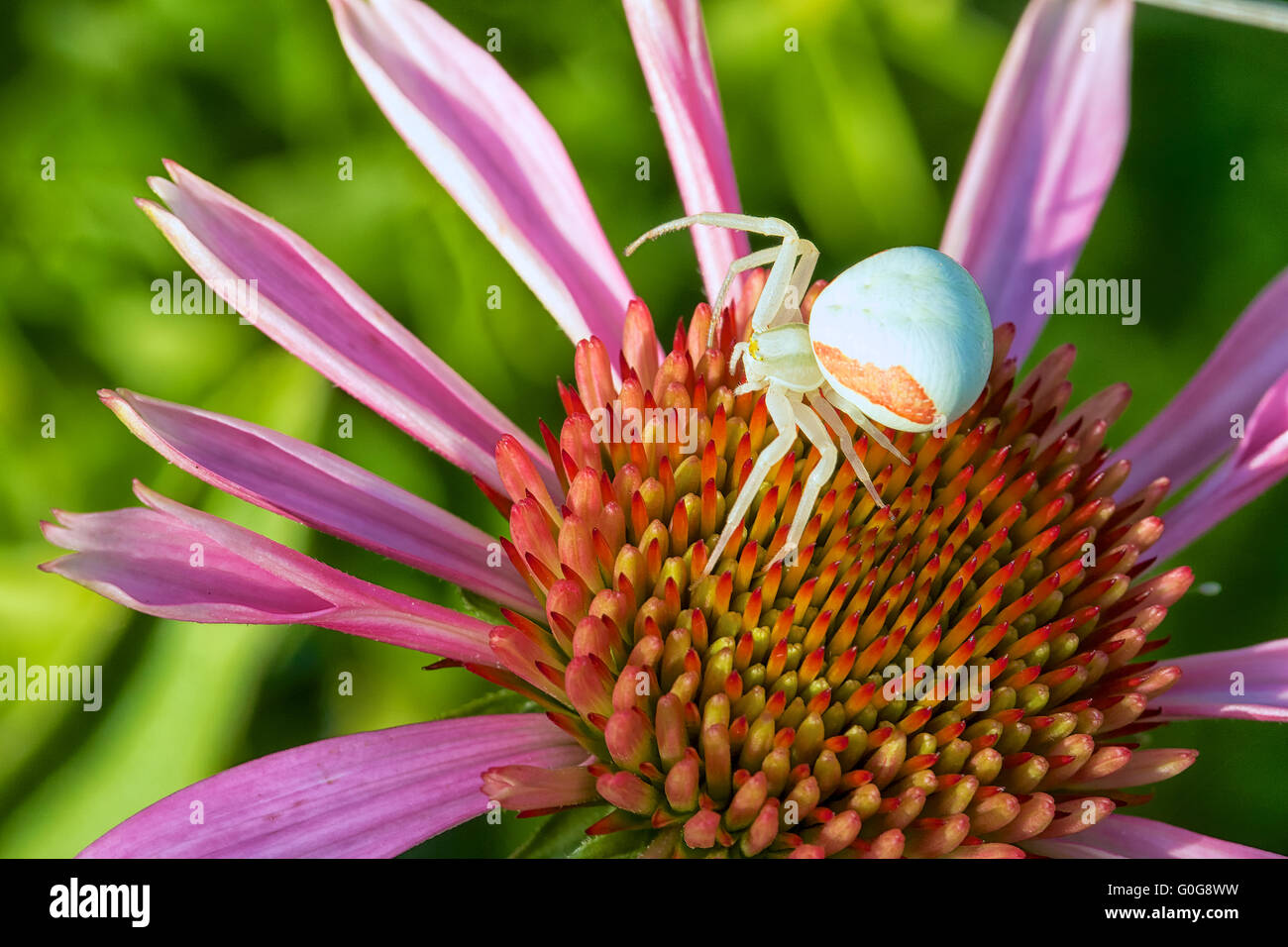 white spider on a flower Stock Photo - Alamy