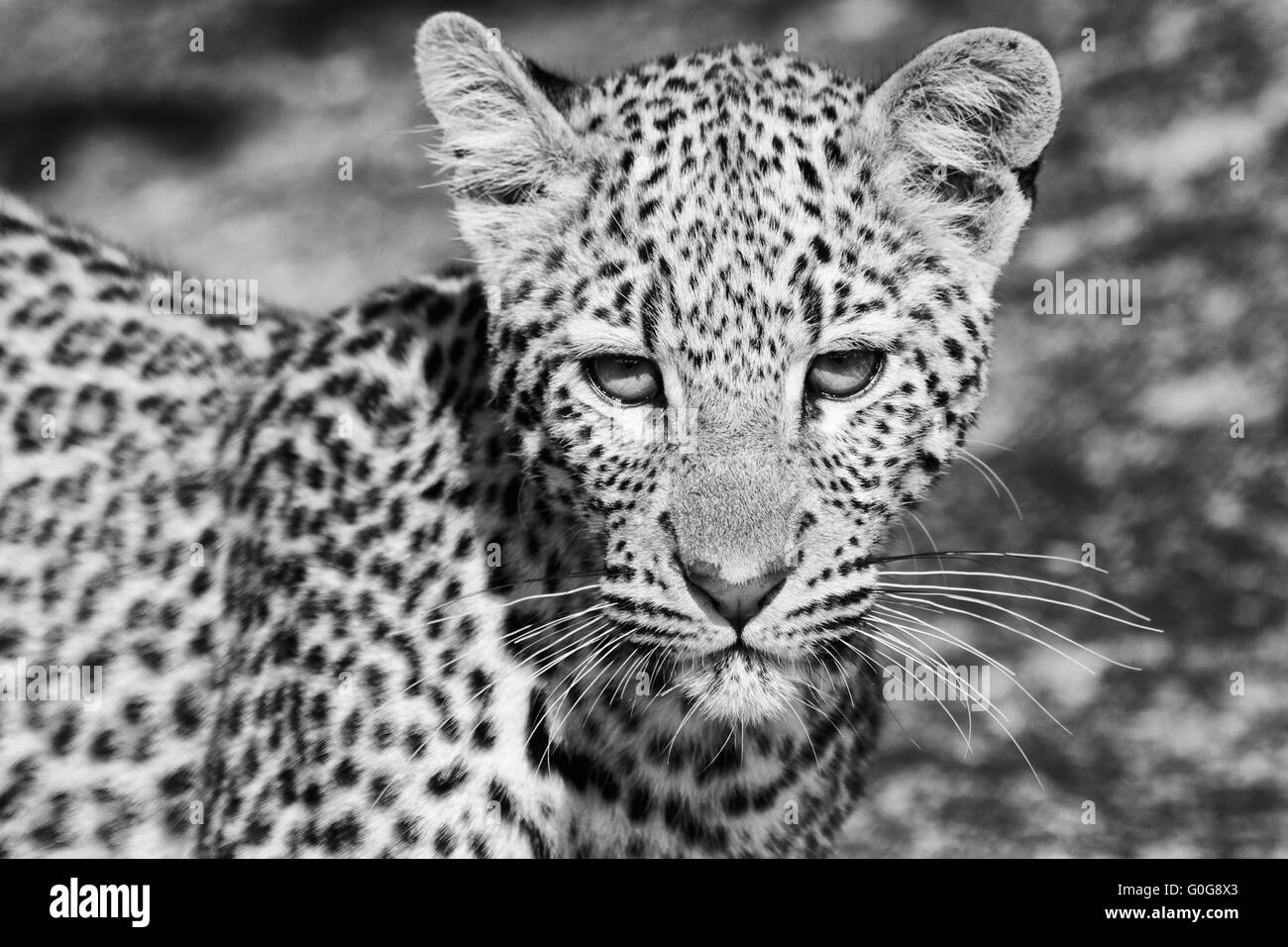 young leopard at kruger Stock Photo - Alamy