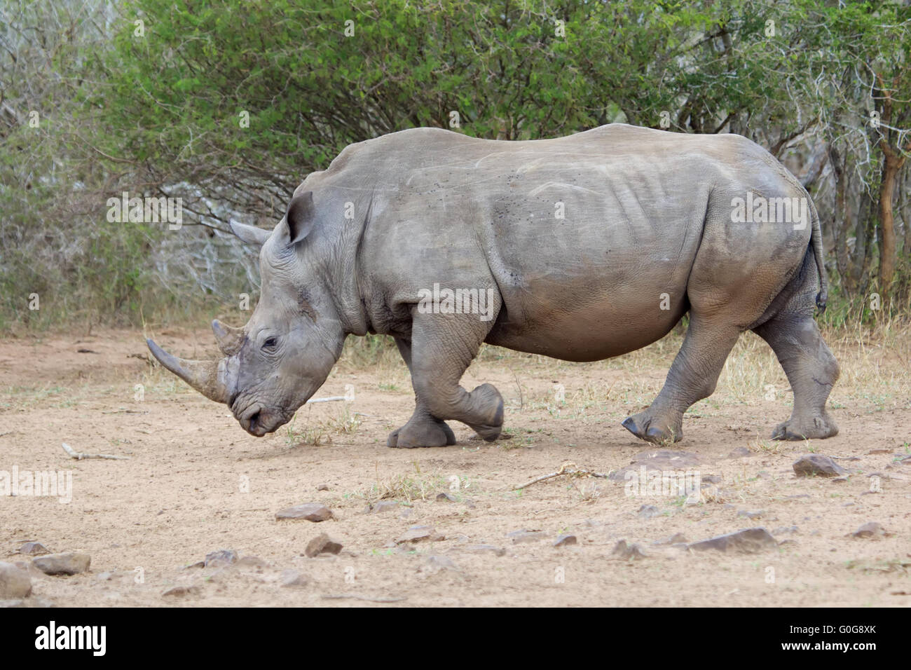 massive rhino at kruger Stock Photo - Alamy