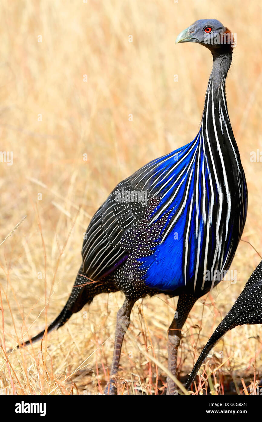 vulturine guinea fowl Stock Photo - Alamy