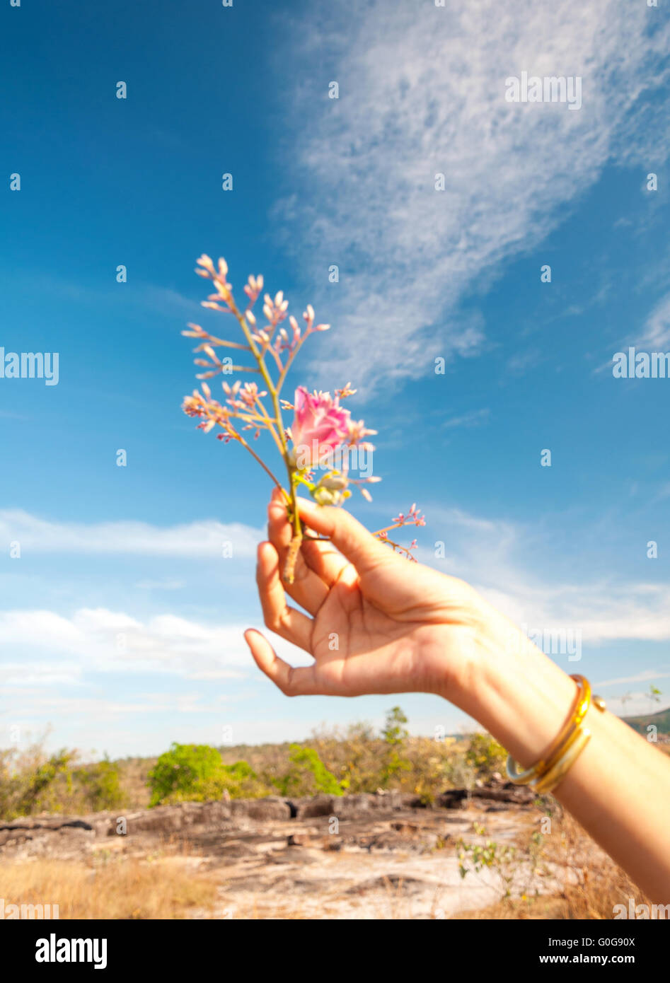 Beauty Pink flowers in hand of women Stock Photo - Alamy