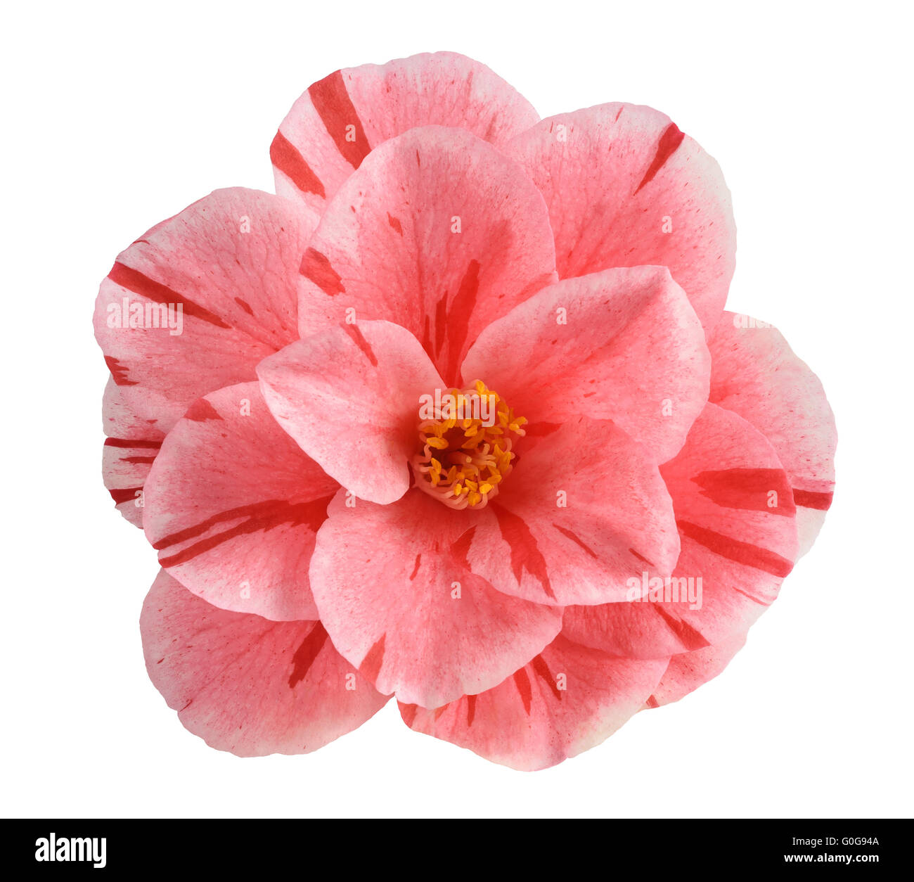 Variegated Pink Camellia flower isolated on white Stock Photo - Alamy