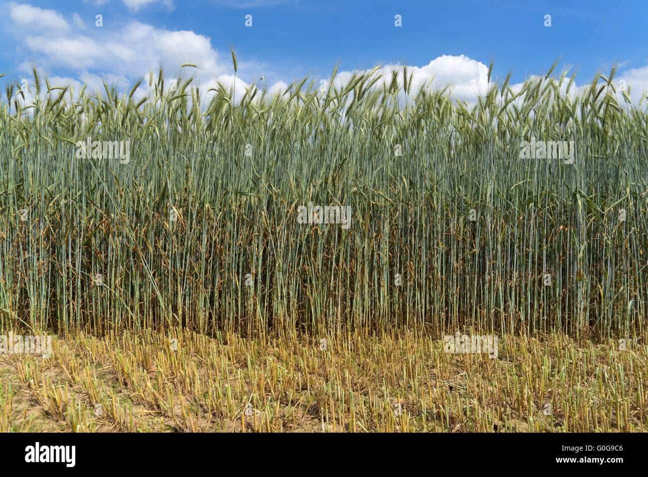 Long stalk hi-res stock photography and images - Alamy