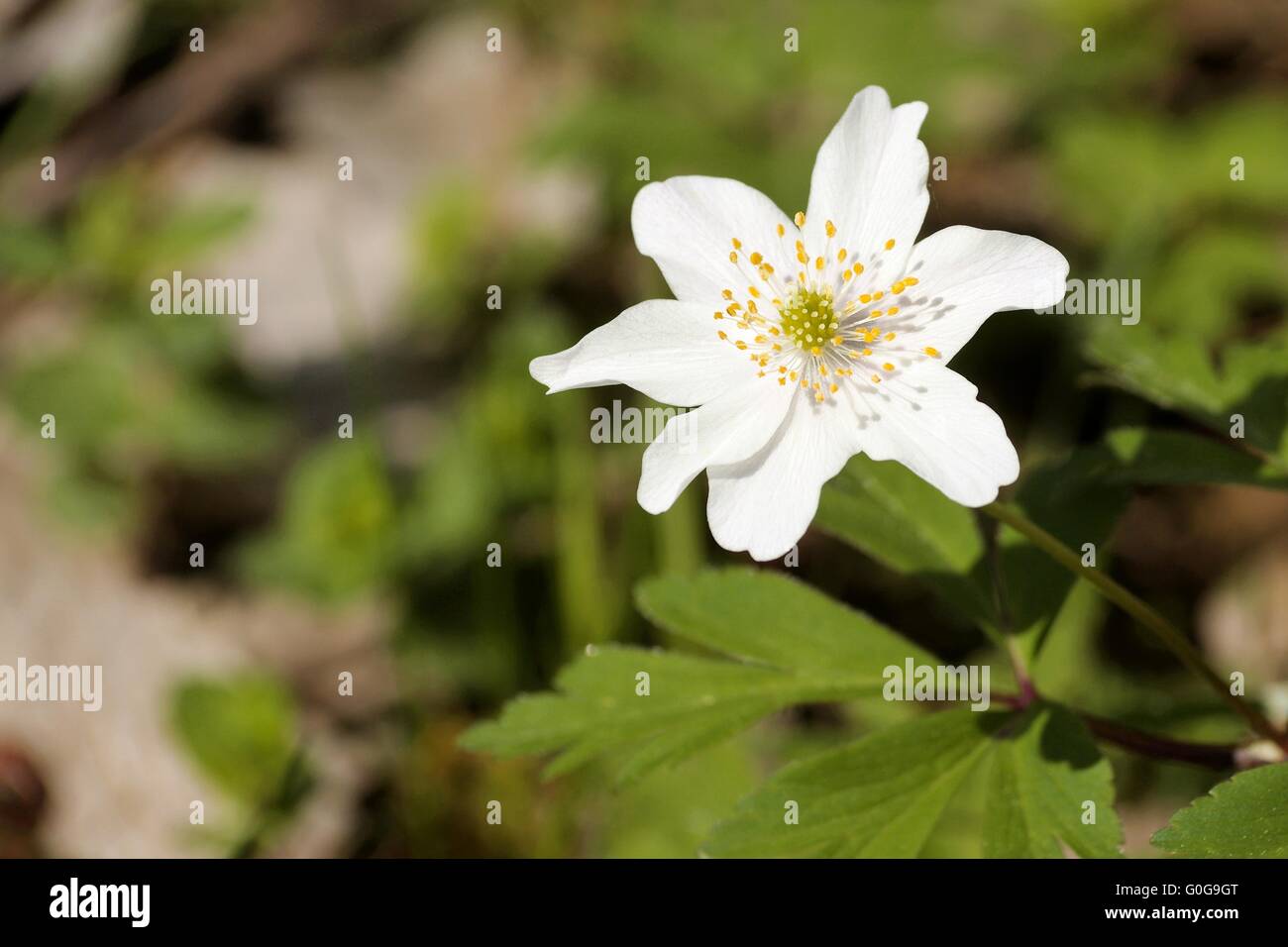 Botany flowers hi-res stock photography and images - Alamy