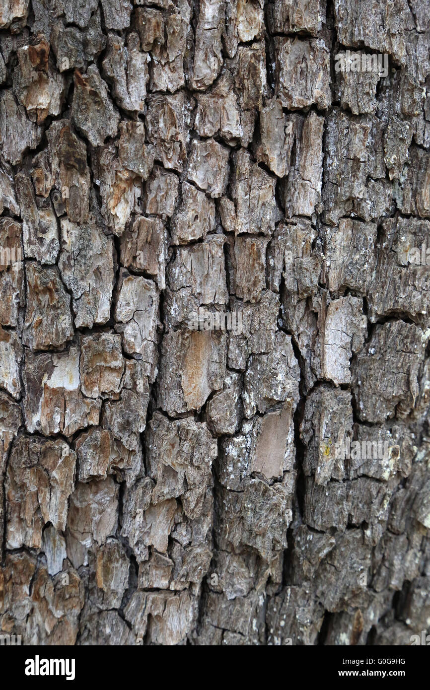 Typical bark of a pear Stock Photo - Alamy