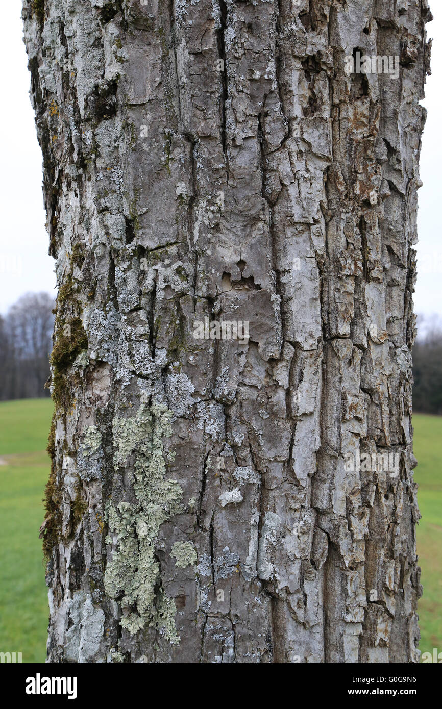 Typical trunk and bark of a walnut tree with lichen Stock Photo - Alamy