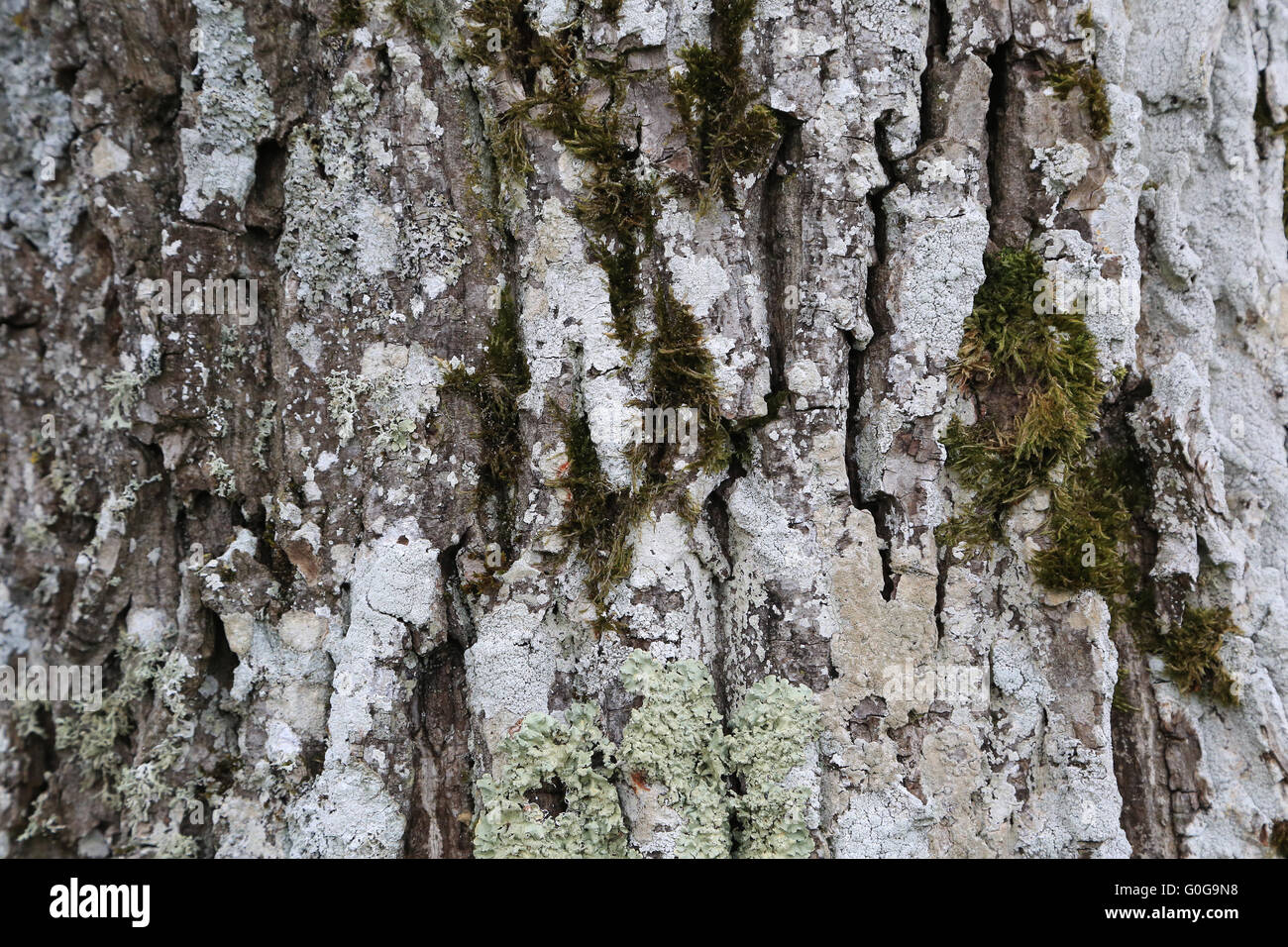 Walnut tree bark hi-res stock photography and images - Alamy