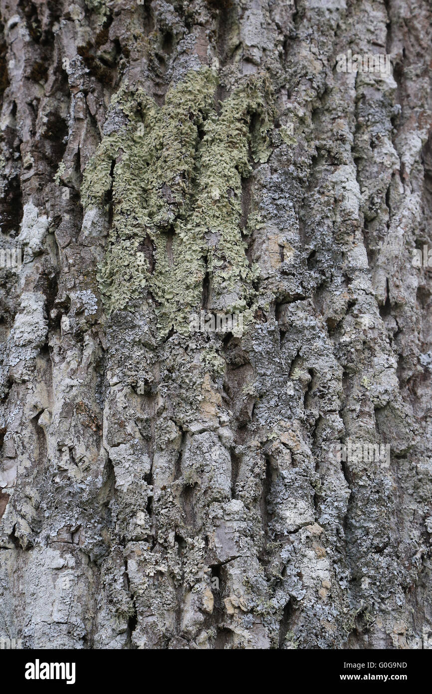 Typical bark of a walnut tree with lichen Stock Photo - Alamy