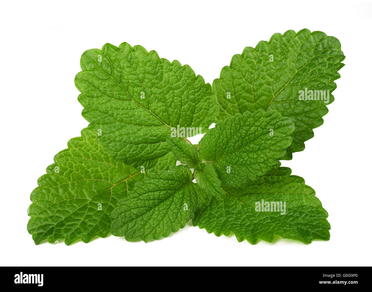 Lemon balm garden balm melissa hi-res stock photography and images - Alamy