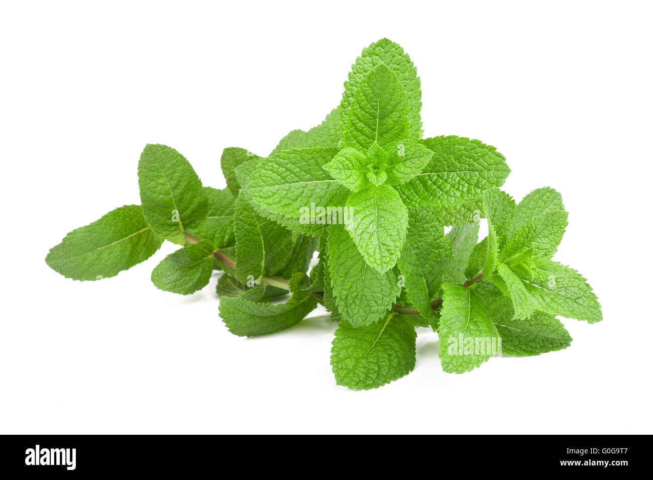 Fresh mint sprig isolated on white background Stock Photo - Alamy