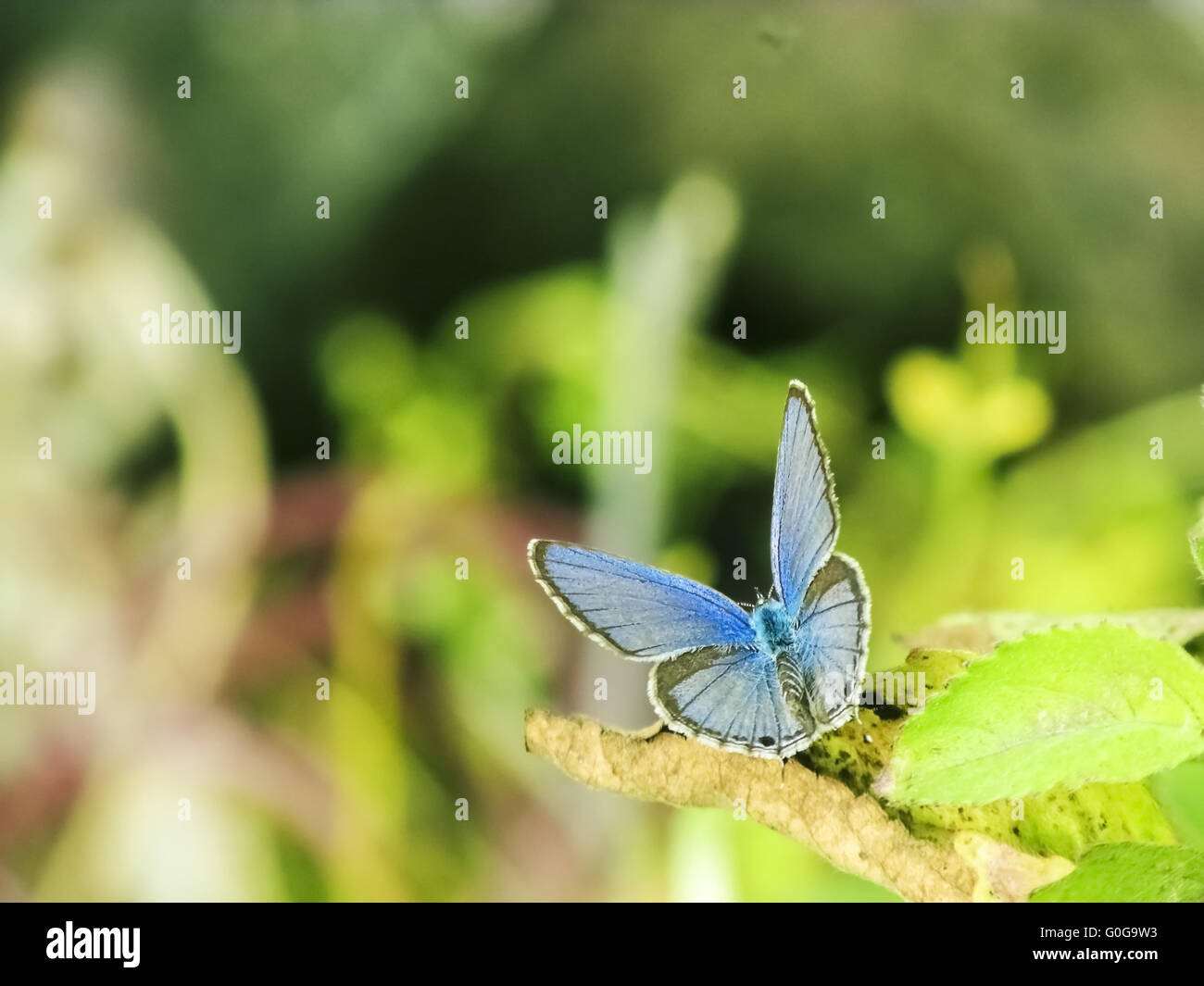 Butterfly taking Sunbath Stock Photo - Alamy