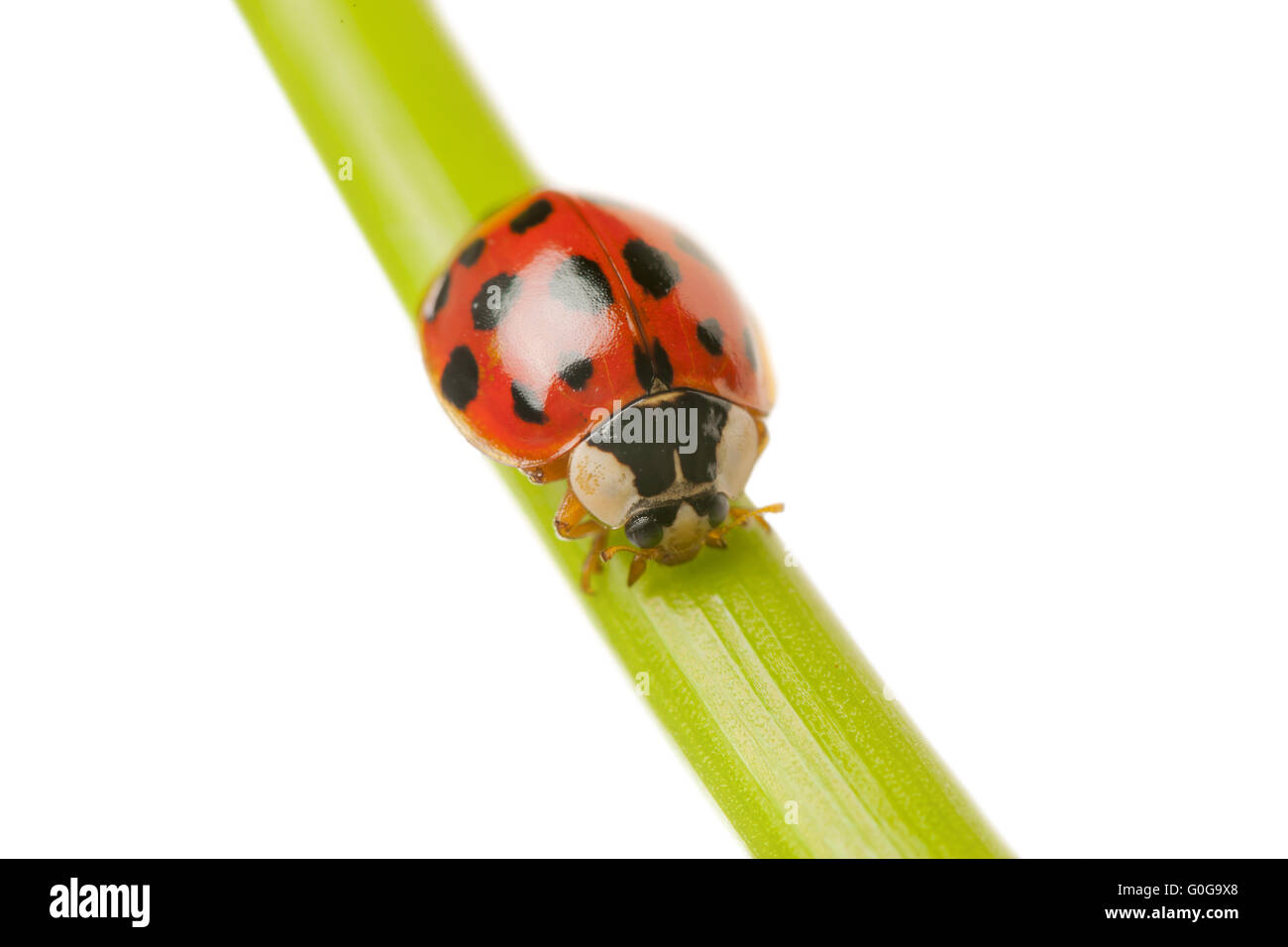 Close up view ladybug Cut Out Stock Images & Pictures - Alamy