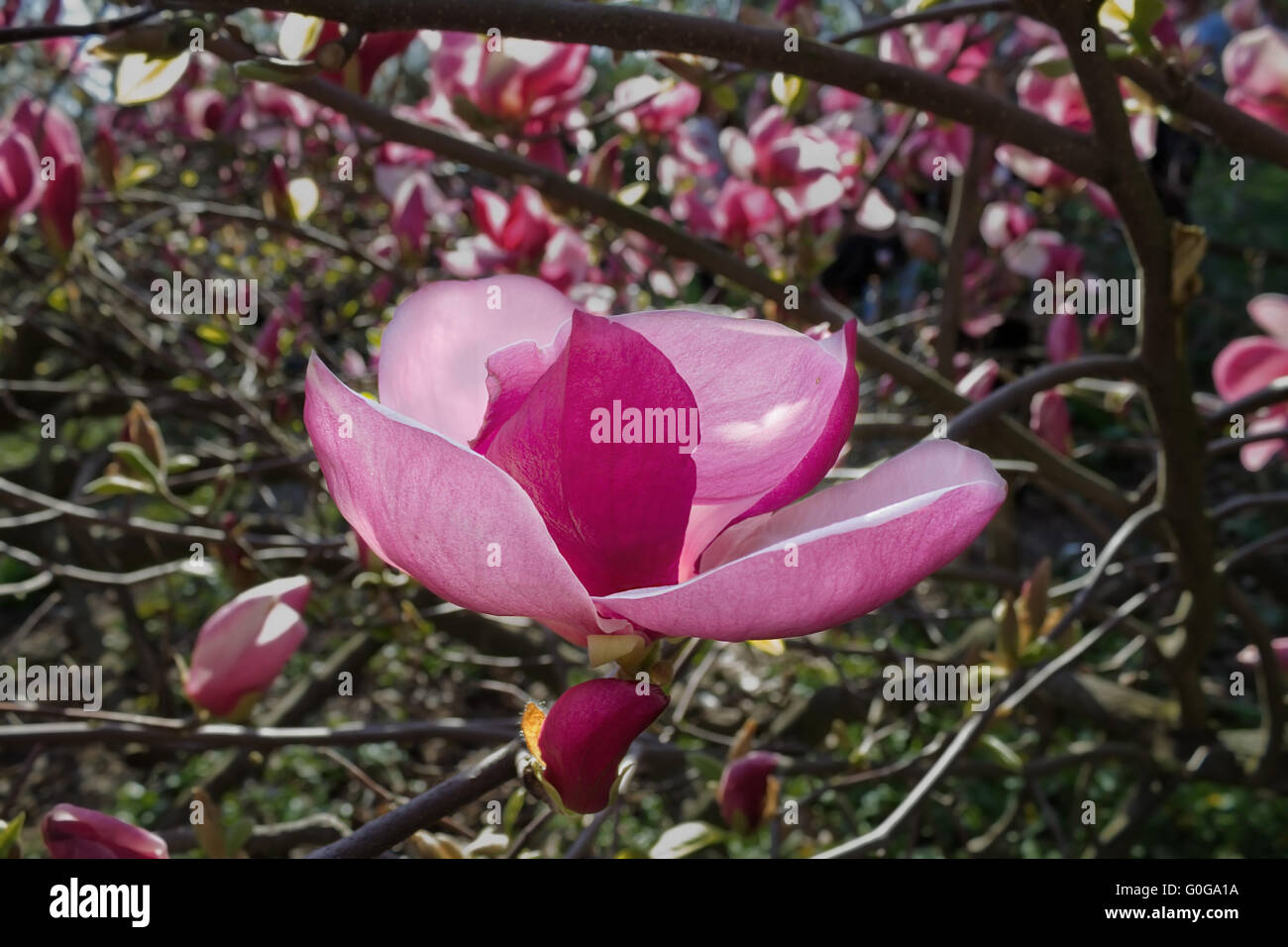 Large magnolia soulangeana flower hi-res stock photography and images ...